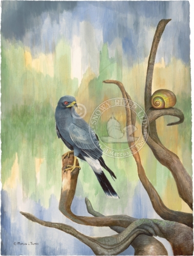 The Art Of Marcus C. Thomas : Originals