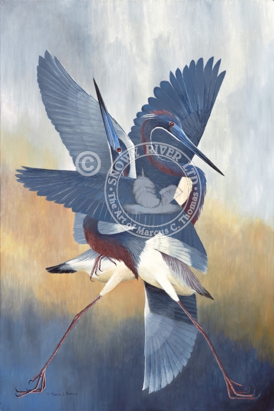 The Art Of Marcus C. Thomas : Limited Edition