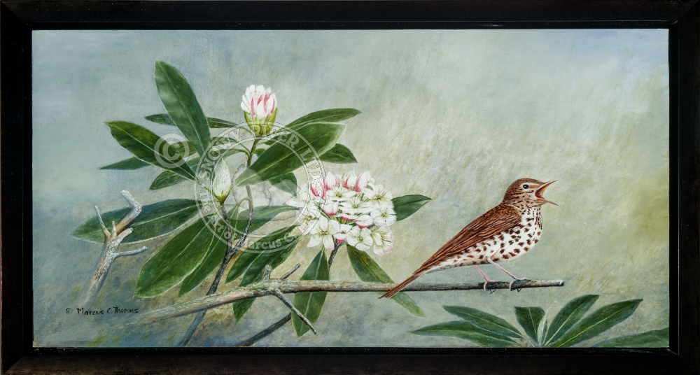 The Art Of Marcus C. Thomas : Originals